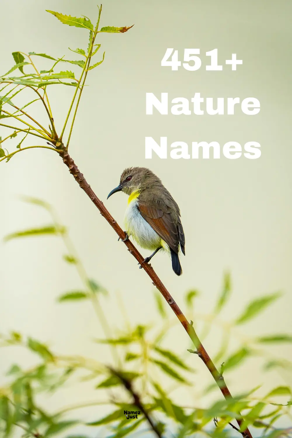 451+ Nature Names: Unique & Trending Picks for 2025