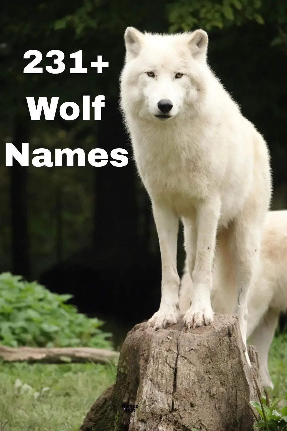 231+ Wolf Names: Unique, Cute, Fierce & Trendy for 2025