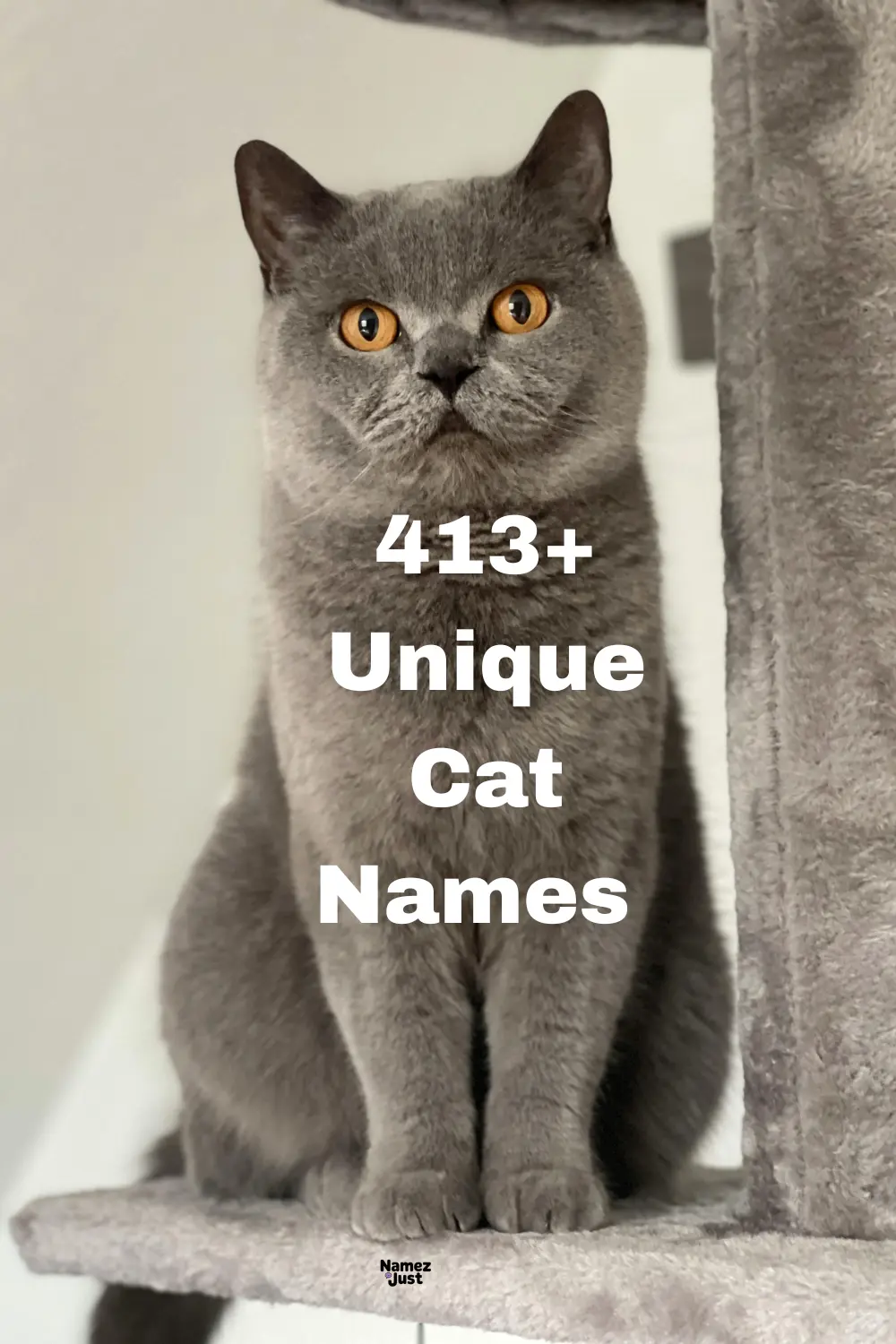 413+ Unique Cat Names (2025 Ultimate Guide)